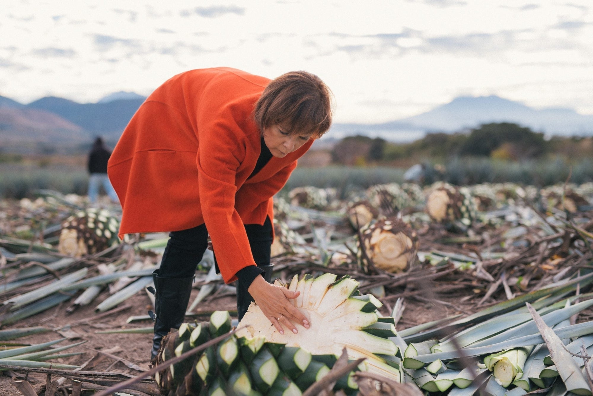 Tequila 101: Mixto Tequila vs. 100% Agave Tequila – Inspiro Tequila