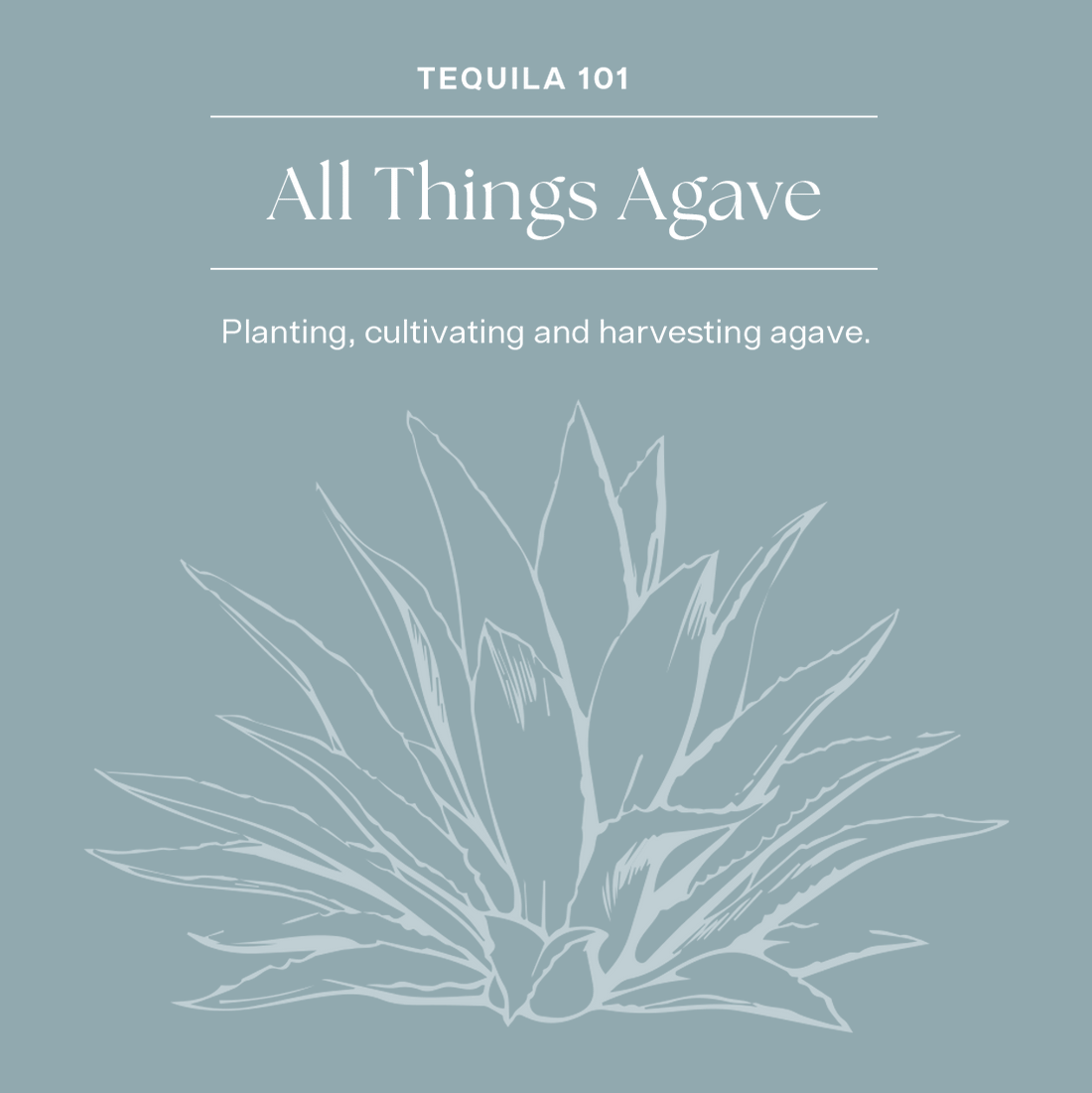 Tequila 101: Mixto Tequila vs. 100% Agave Tequila – Inspiro Tequila