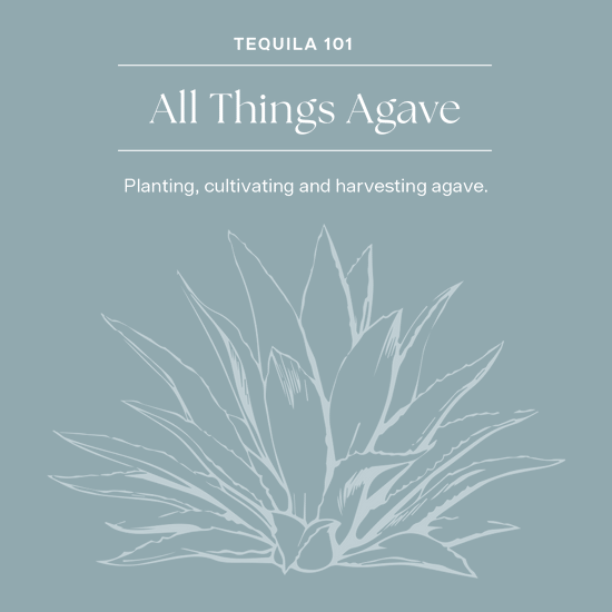 Tequila 101: Mixto Tequila vs. 100% Agave Tequila – Inspiro Tequila