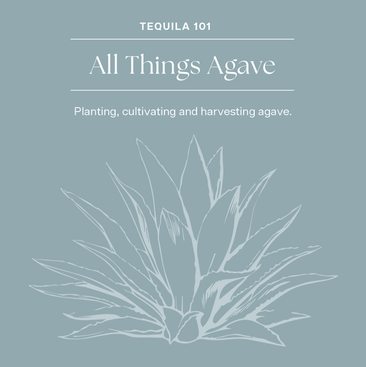 Tequila 101: Mixto Tequila vs. 100% Agave Tequila – Inspiro Tequila